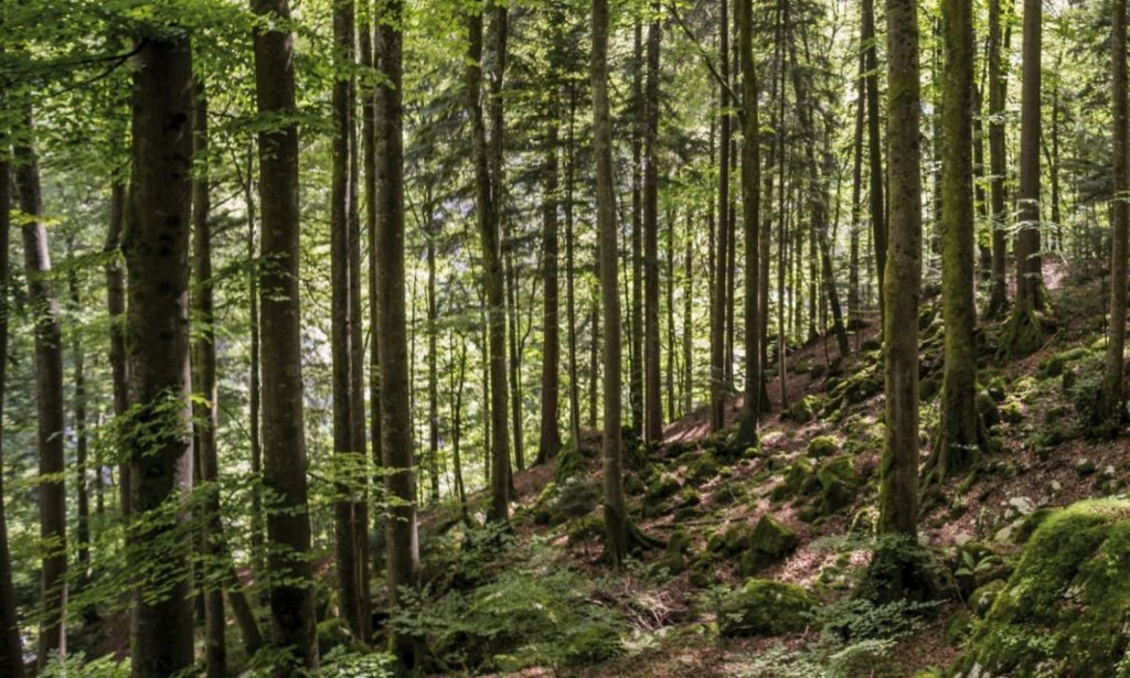 Planter des arbres – forets KNOP